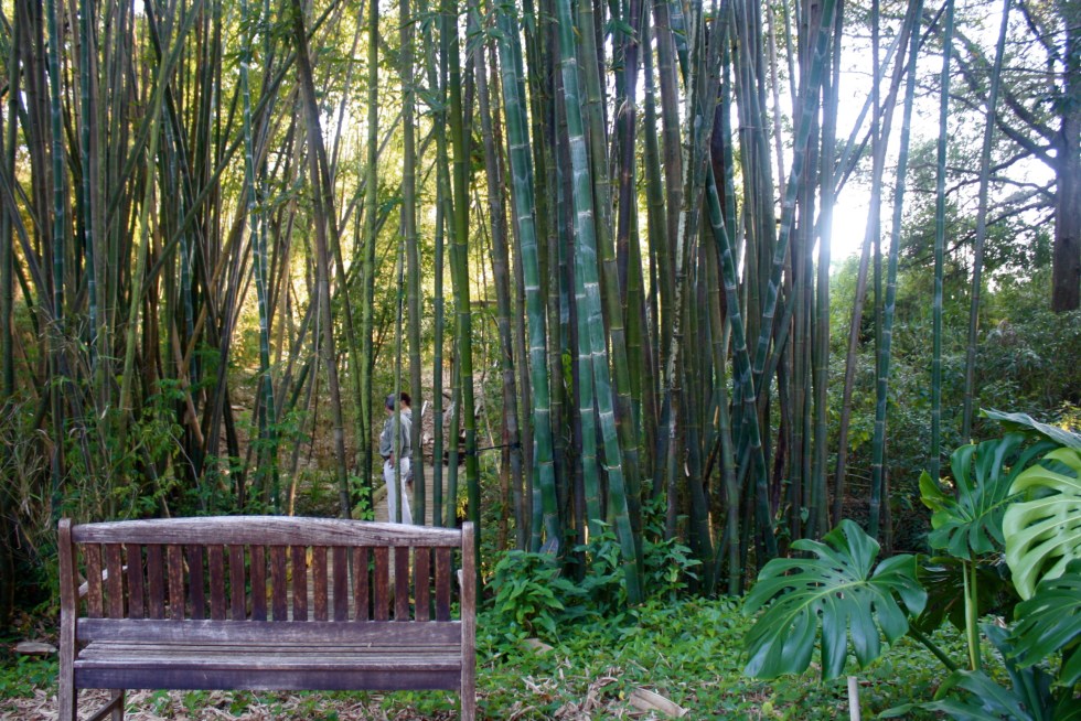 Photos | Bamboo Gardens